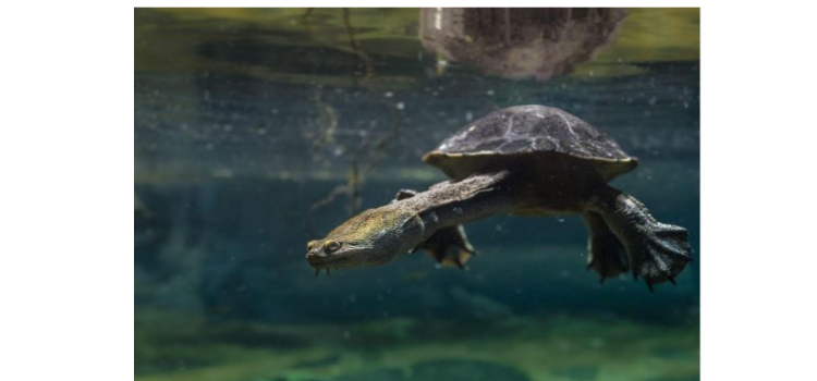 National Aquarium: Kimberley Snake-Necked Turtle (Macrochelodina ...