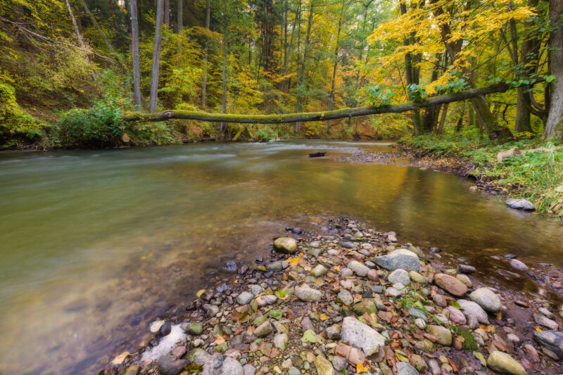 Natural Ecosystems and STEM Ecosystems | SciTech Institute